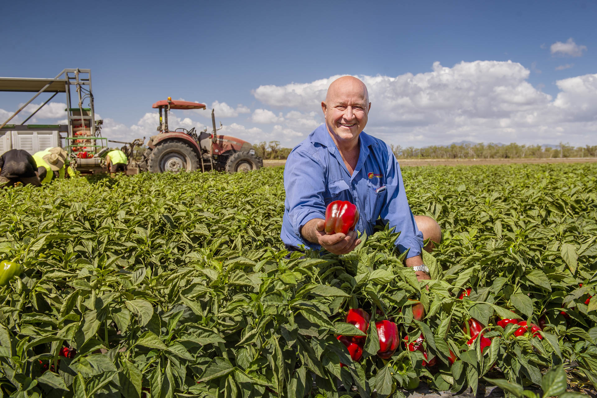 Love My Salad | Rocky Ponds Produce, Gumlu, Queensland - Through the ...